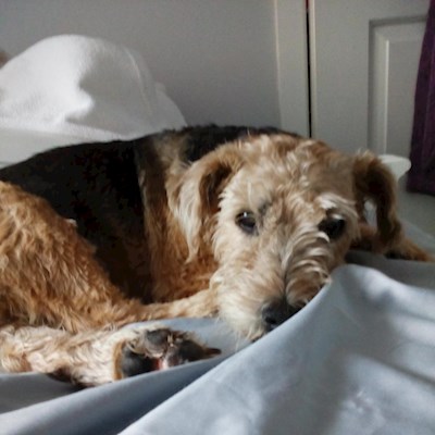 Mycophenolate/myfortic what's the difference ? - LUPUS UK