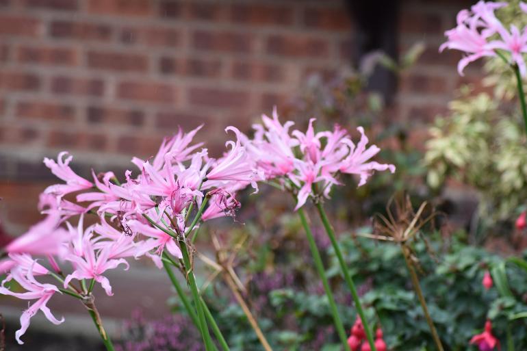 Boxing day is here.....: Morning everyone and how are... - NRAS