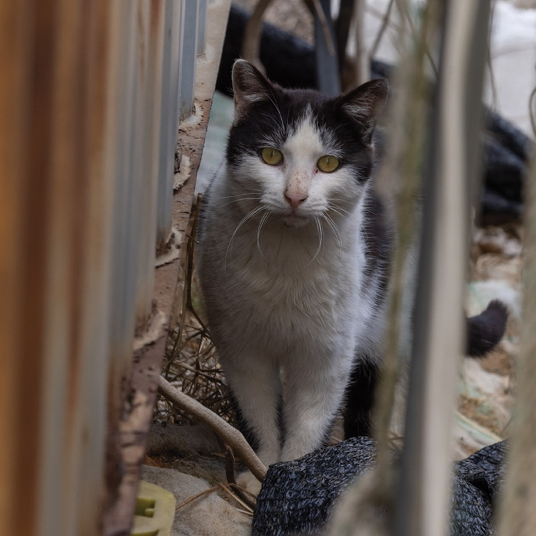 "Alley Cat" | Lung Conditions Community Forum