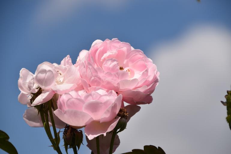 Another bank holiday arrives | NRAS | HealthUnlocked