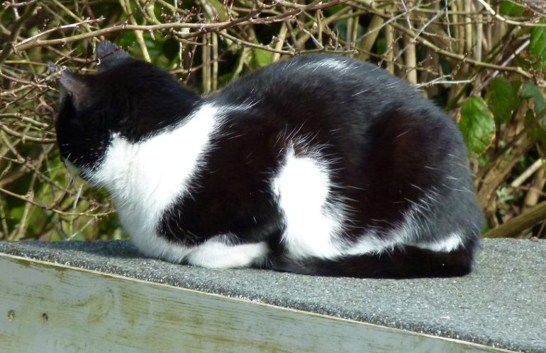 EXPRESS: Spontaneous adult-onset primary hypoth... - Thyroid UK